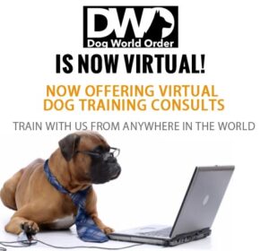 Dog World Order – Dog Training & Rehabilitation – Southern California